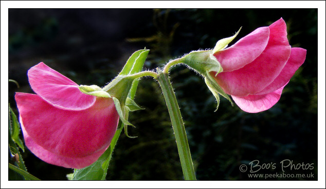 The biggest raspberry in the world . . . | Boo's Jewellery & Photography